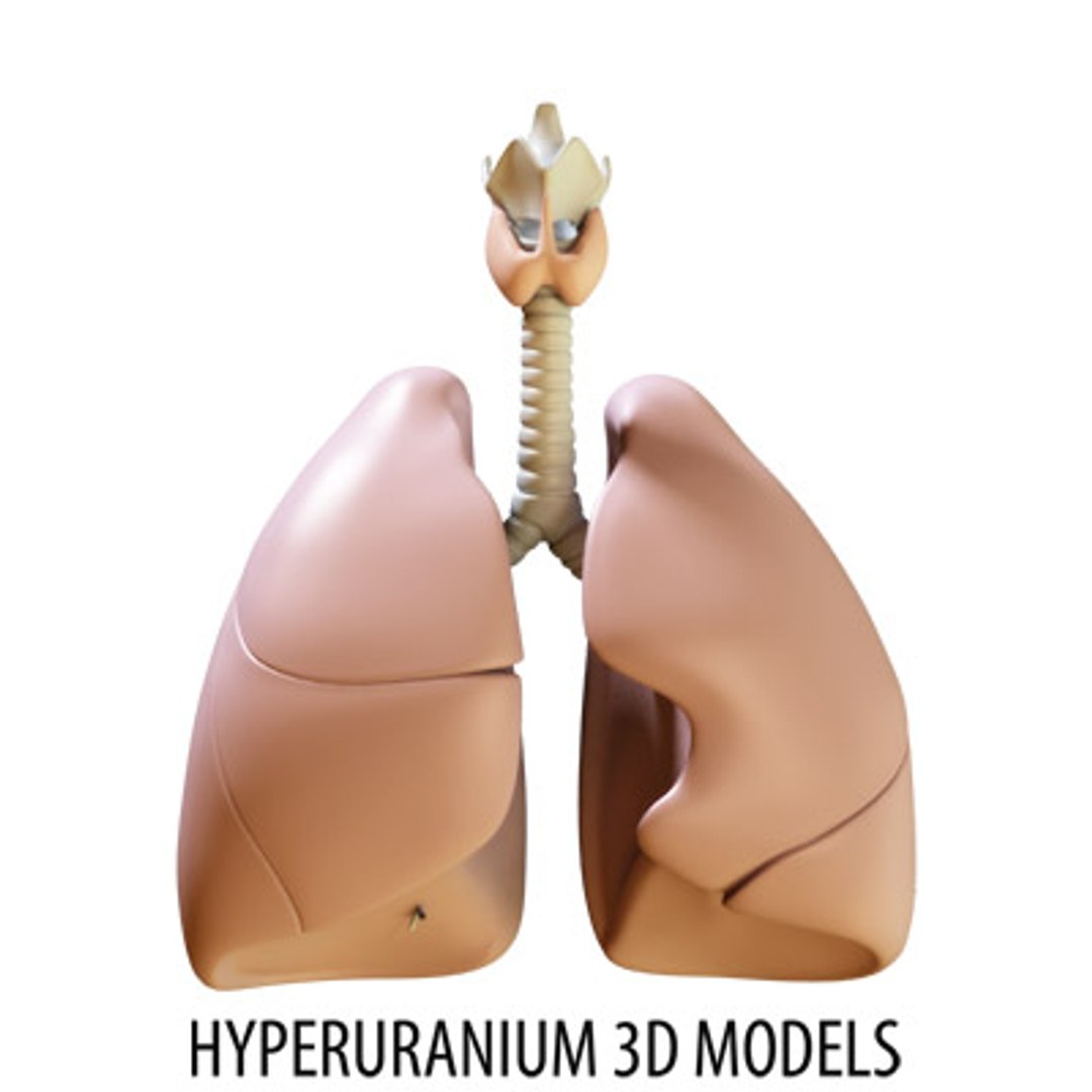 Respiratory Bronchus Windpipe 3d Model