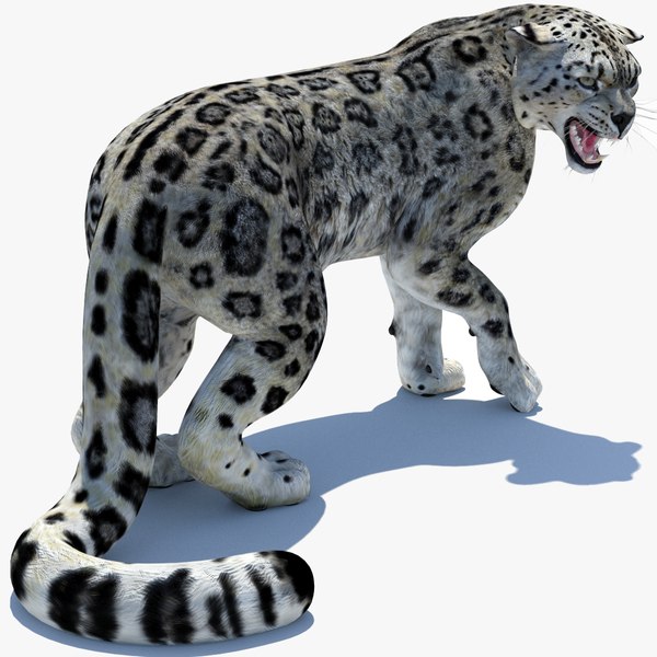 Snow Leopard 3D Models for Download | TurboSquid