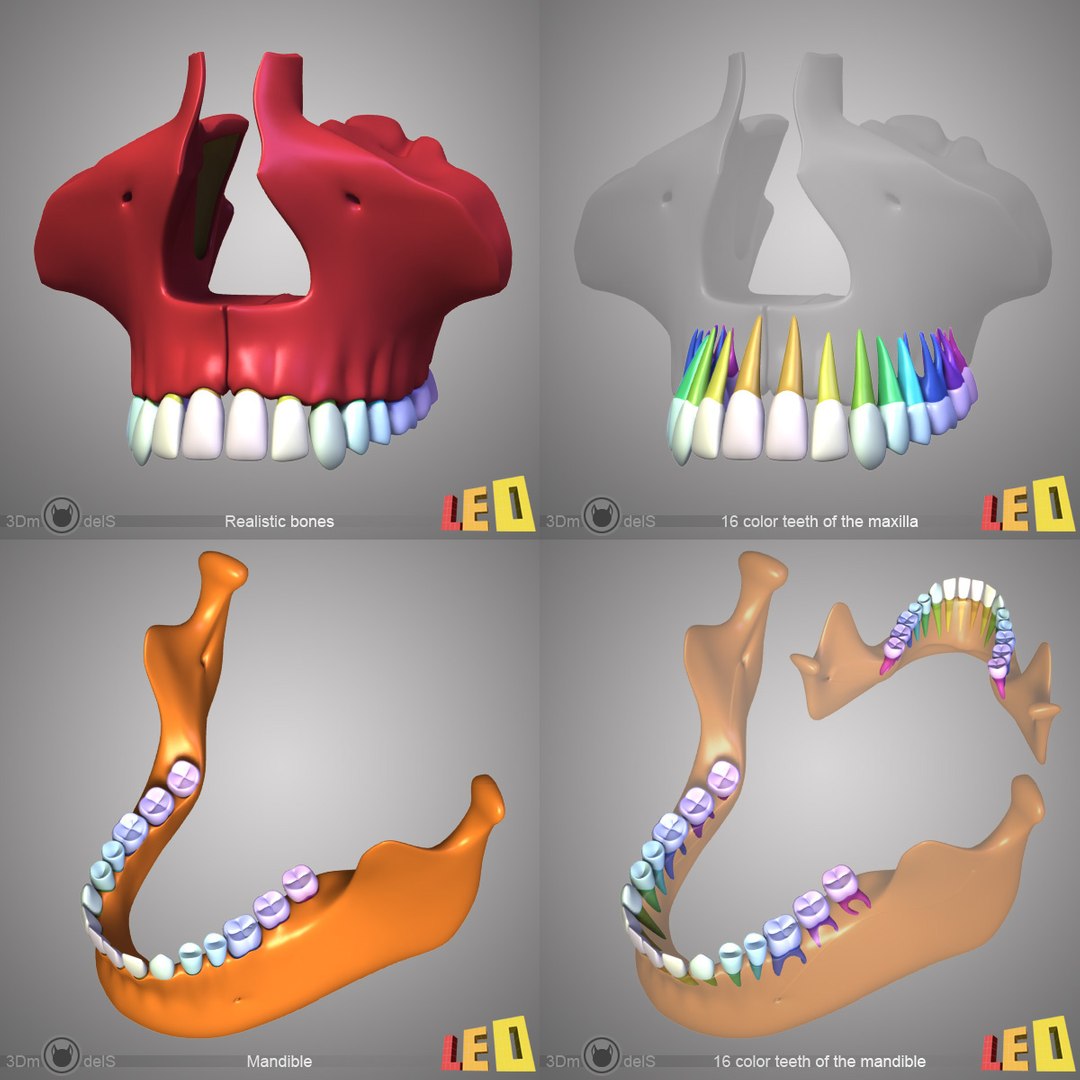 3d model human skull bones 4