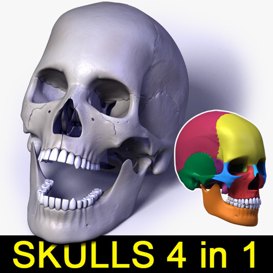 3d model human skull bones 4