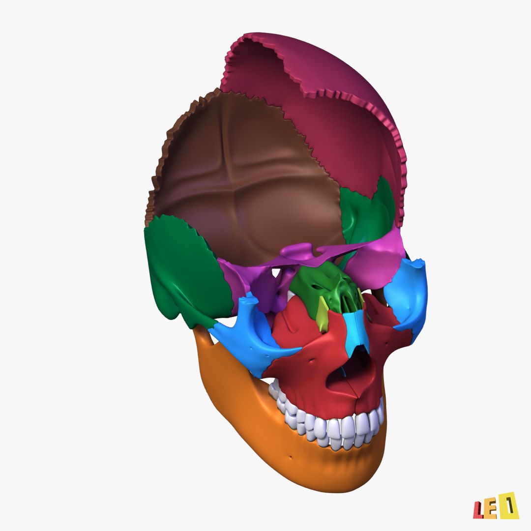 3d model human skull bones 4