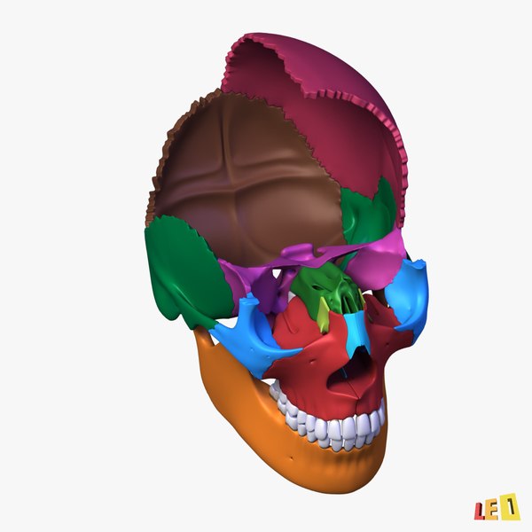 3d model human skull bones 4