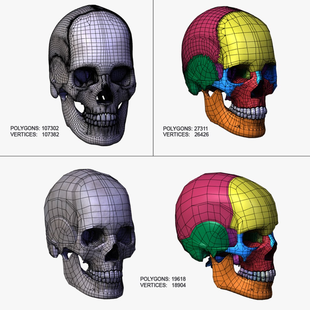 3d model human skull bones 4