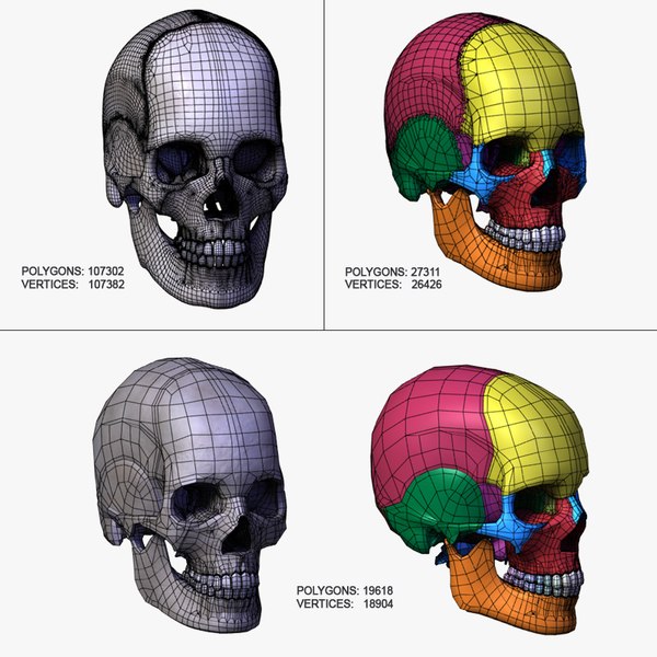 3d model human skull bones 4