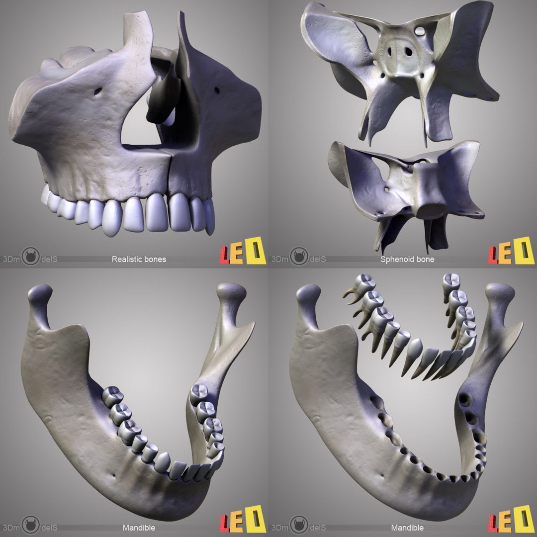 3d model human skull bones 4