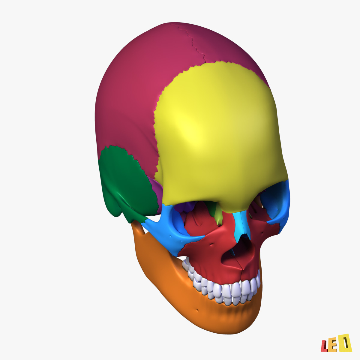 3d model human skull bones 4