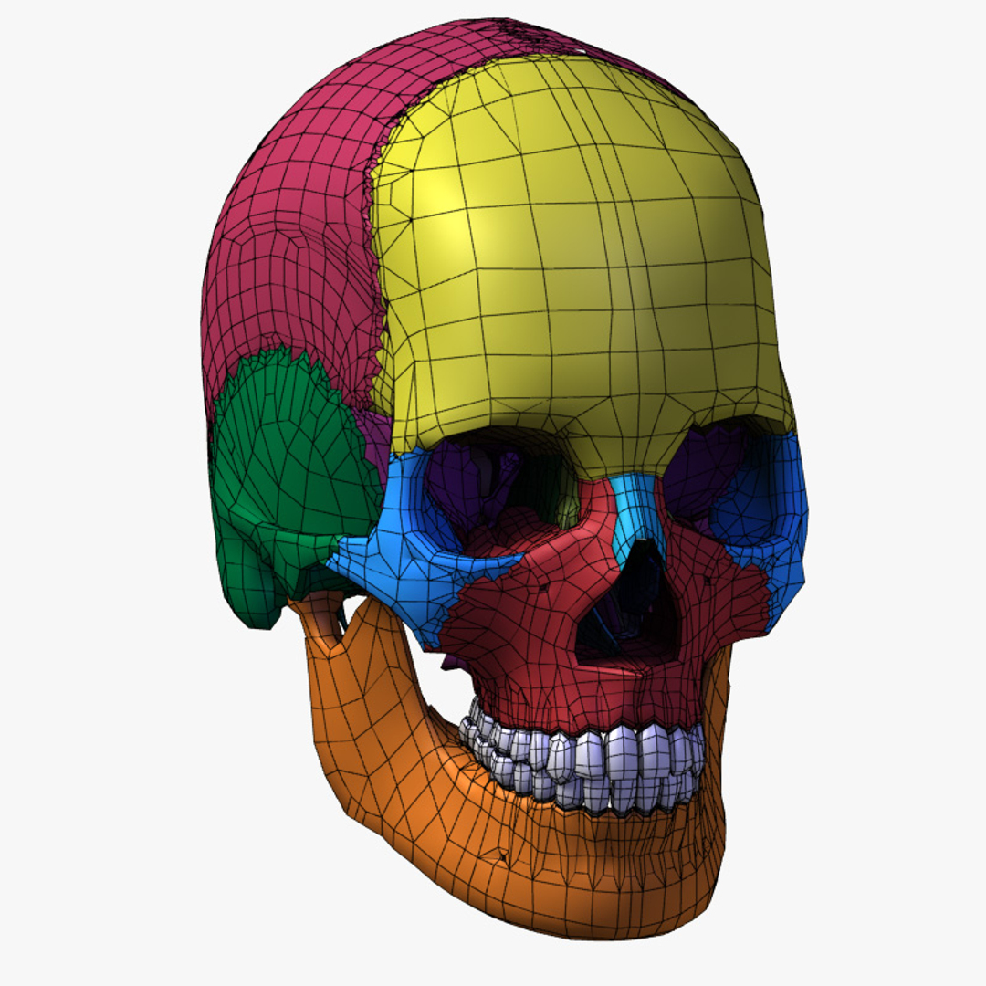 3d model human skull bones 4