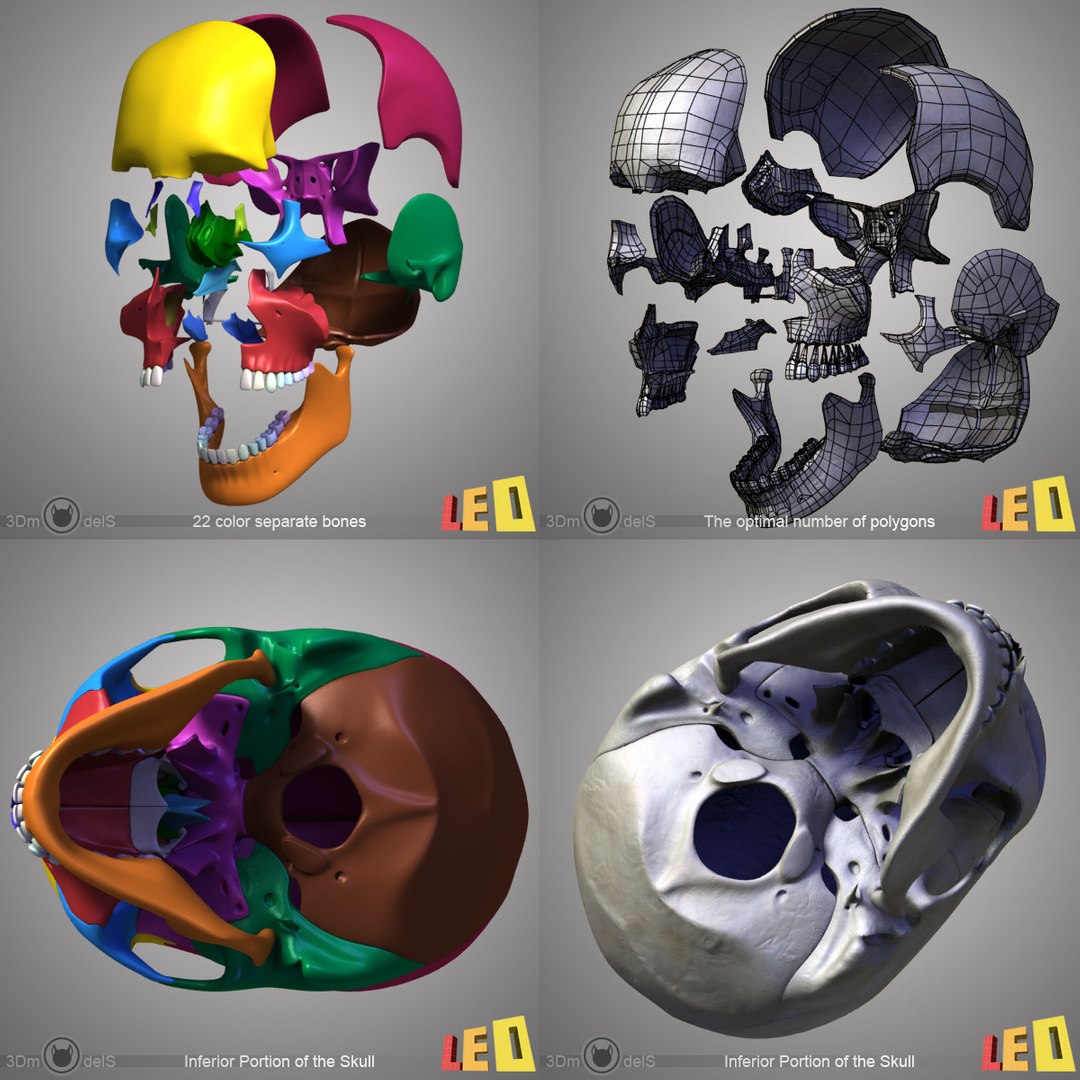 3d model human skull bones 4