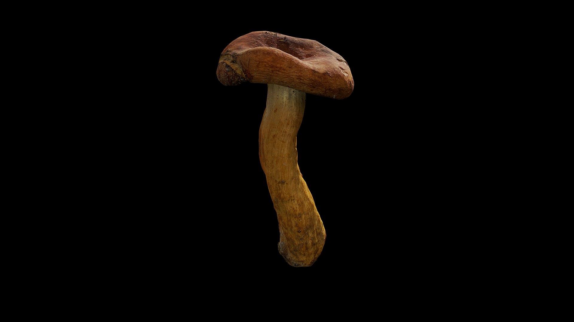 Anydrafts Mushroom 05 Model - TurboSquid 2322959