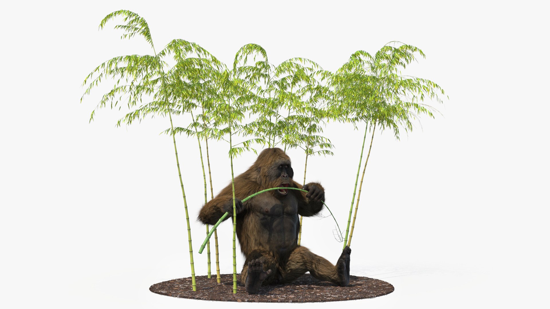 3D Gigantopithecus Eats Bamboo Plants Fur - TurboSquid 2311826