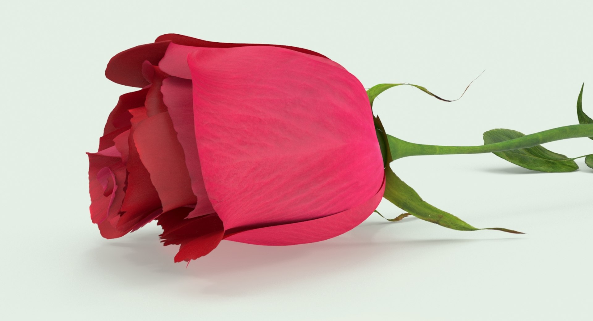 3d Laying Rose