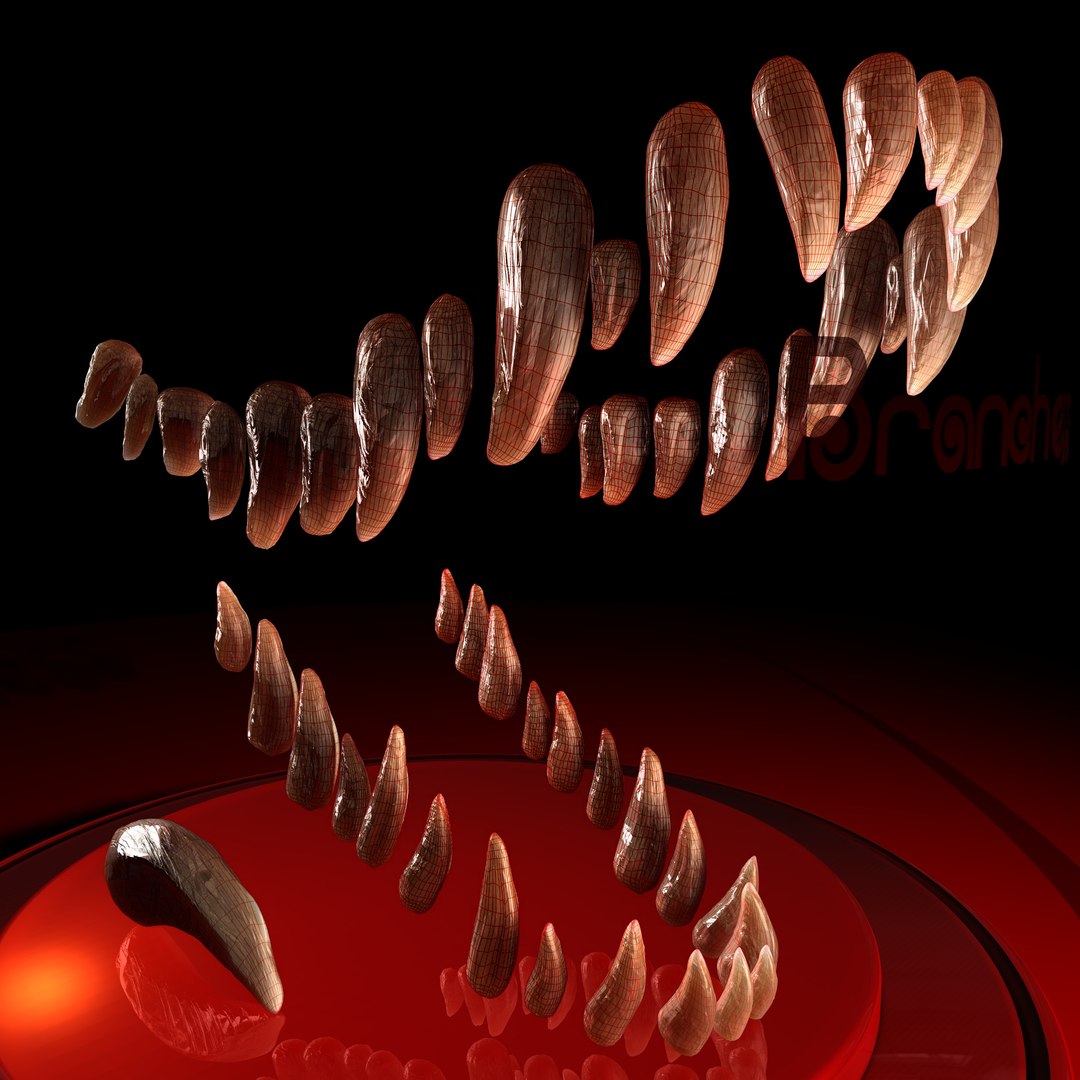 3d teeth dinosaur claw model