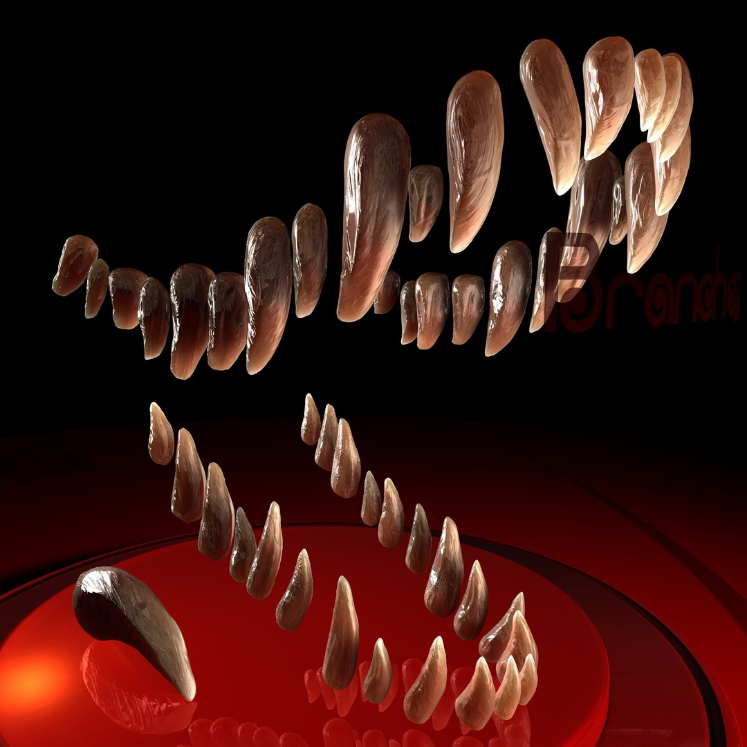3d teeth dinosaur claw model
