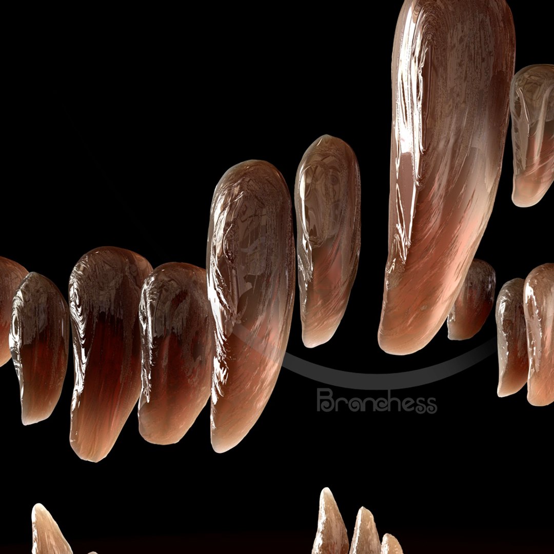 3d teeth dinosaur claw model