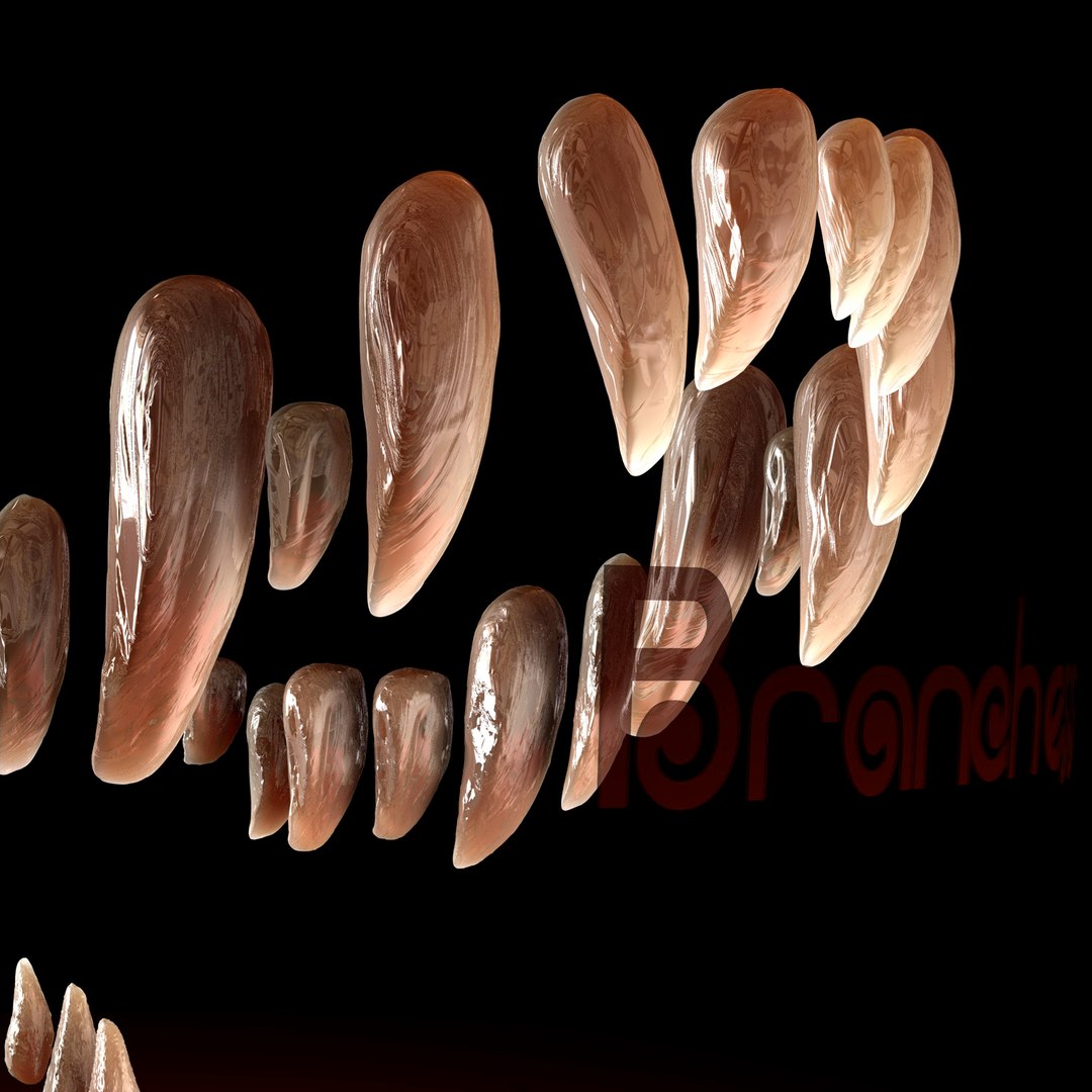 3d teeth dinosaur claw model