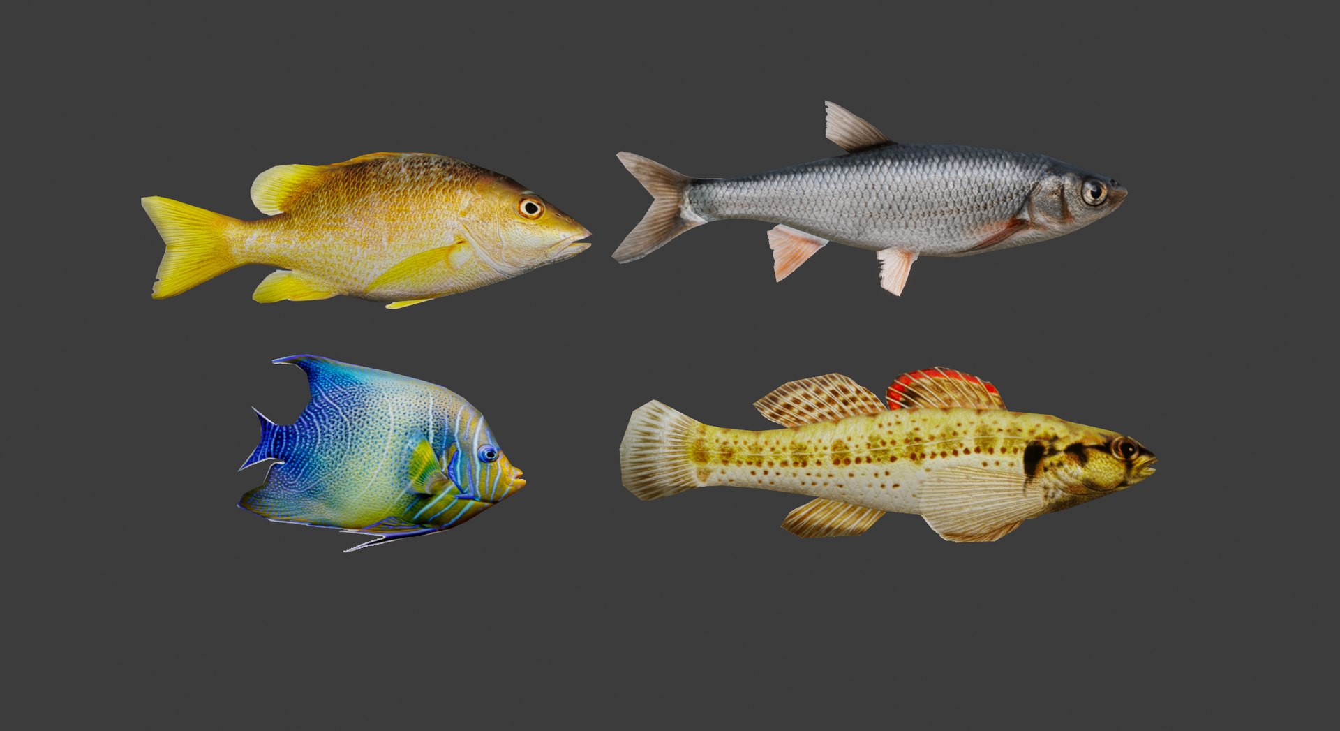 3D Fish Collection Low-poly - TurboSquid 2001339