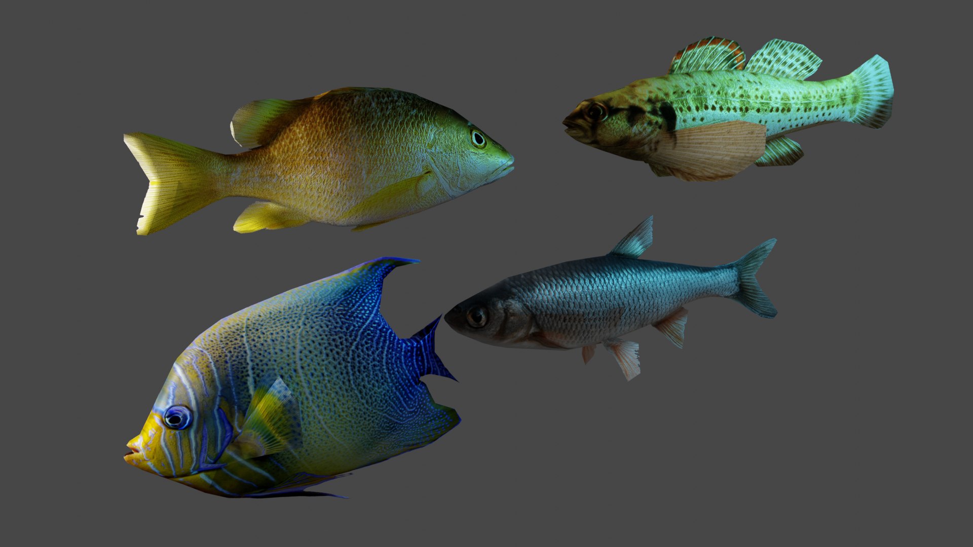 3D Fish Collection Low-poly - TurboSquid 2001339