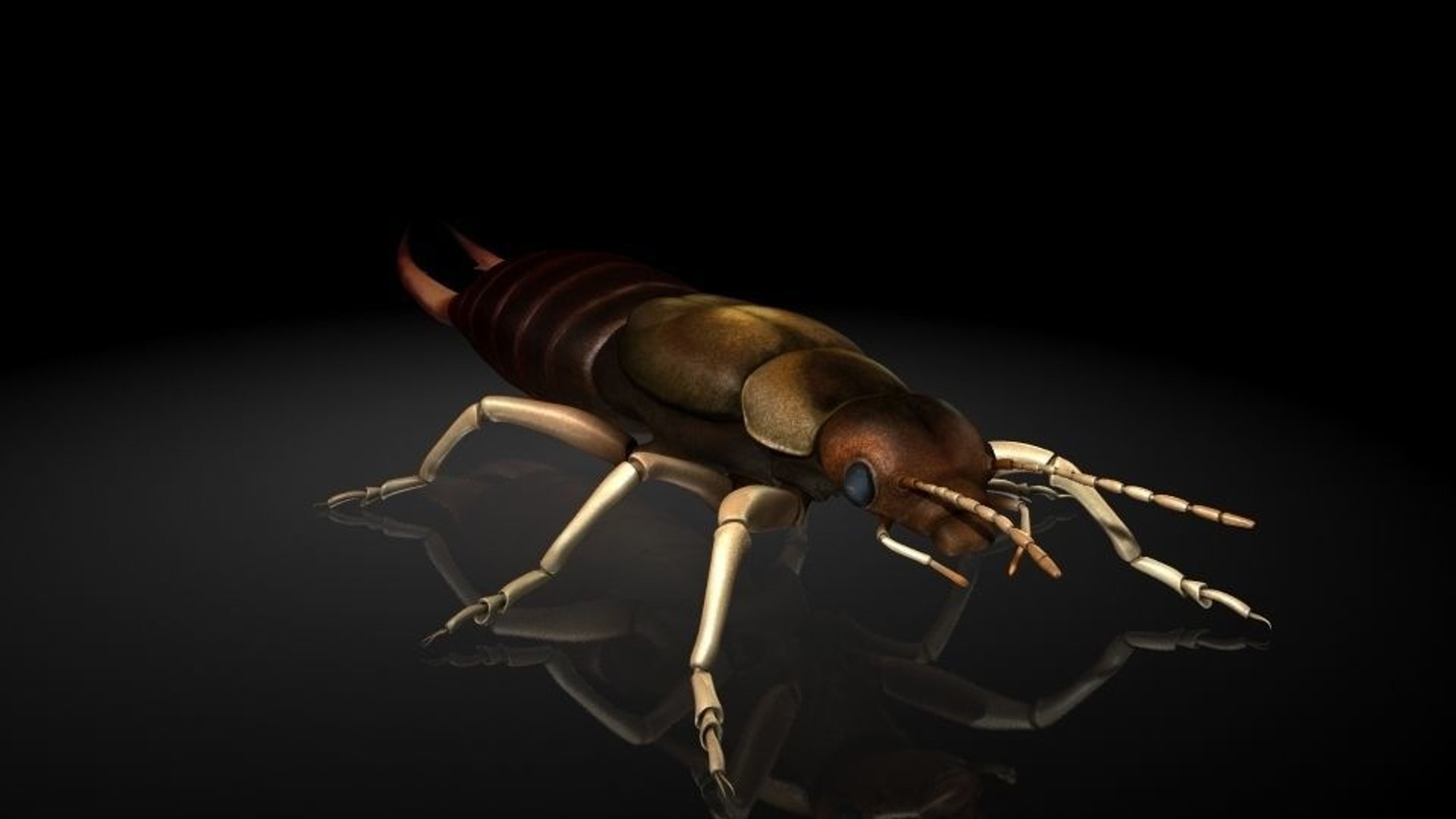 Insect 3D Model - TurboSquid 1214936