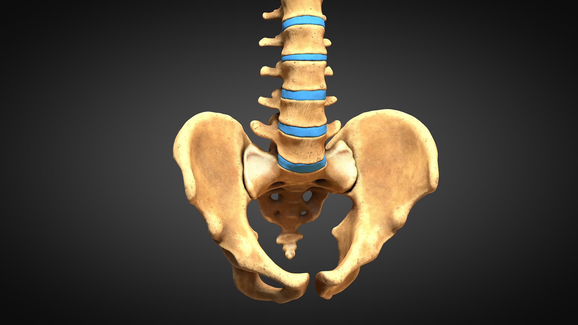 3D human spine os sacrum model - TurboSquid 1334079