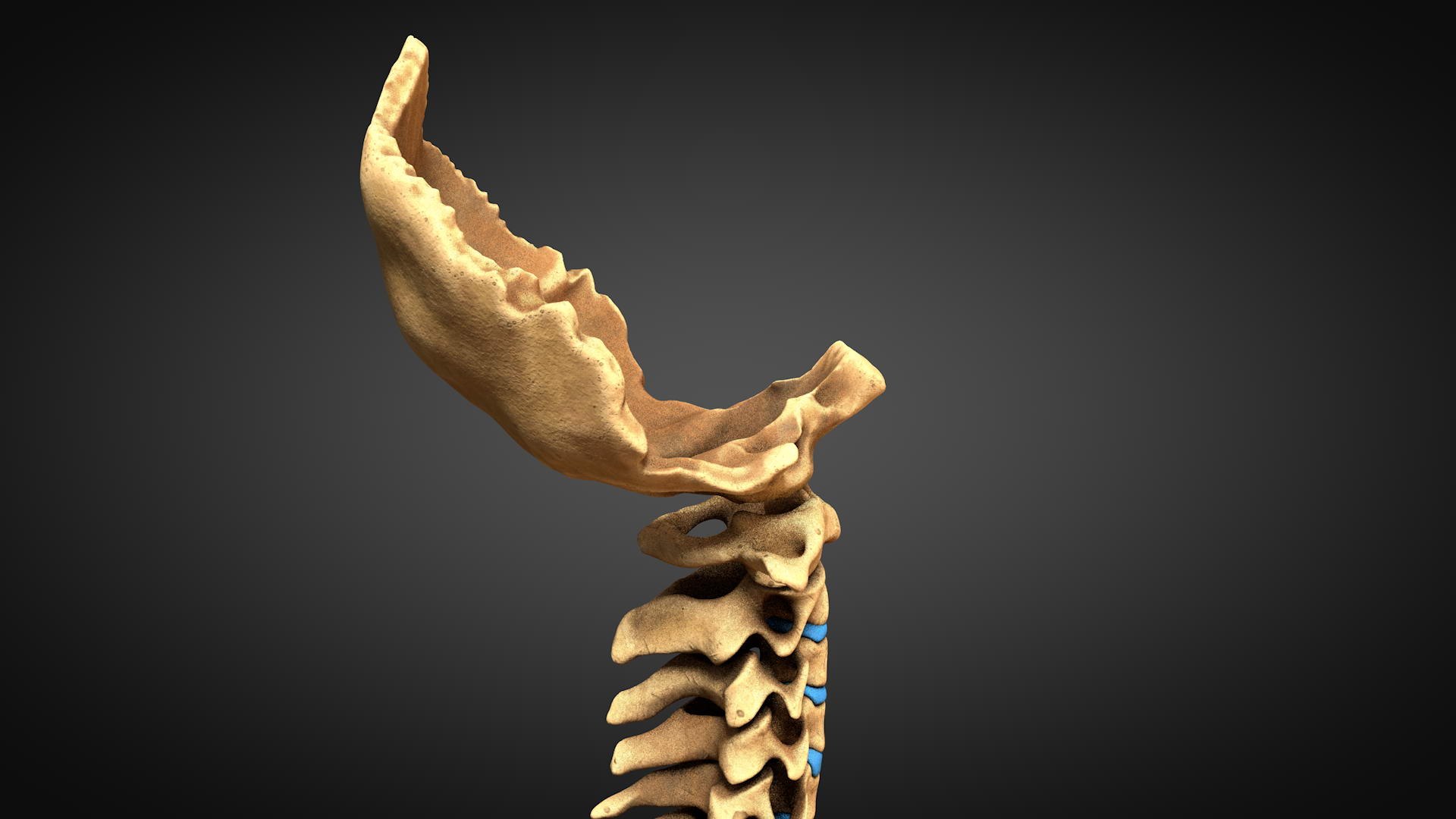3D human spine os sacrum model - TurboSquid 1334079