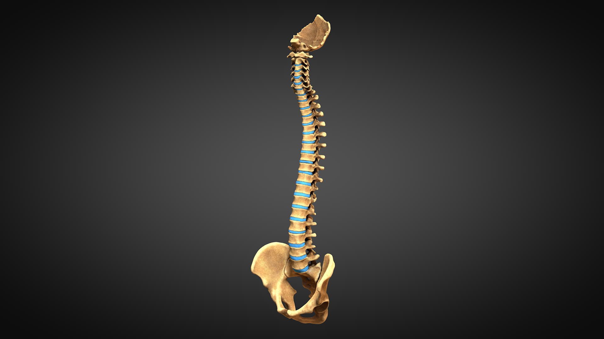 3D human spine os sacrum model - TurboSquid 1334079