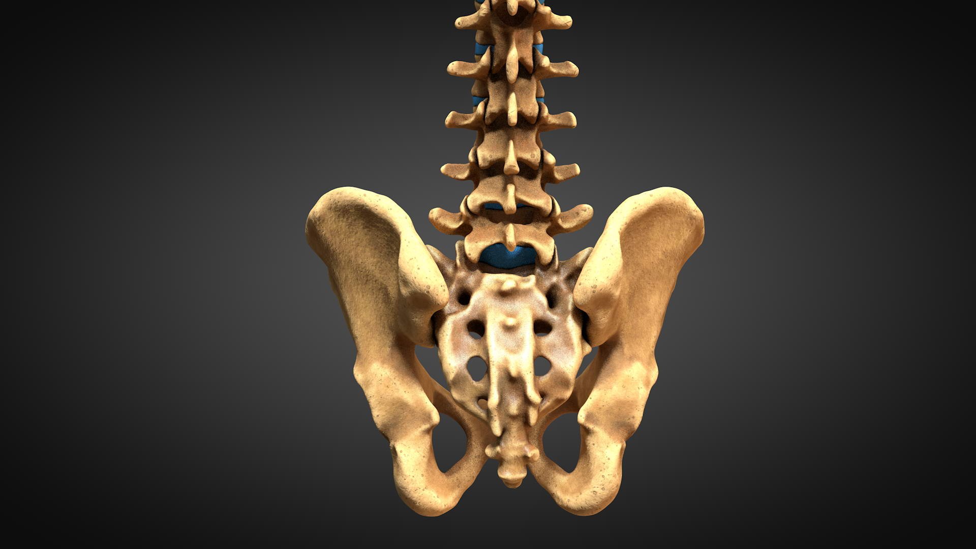 3D human spine os sacrum model - TurboSquid 1334079