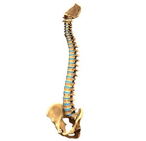 c4d human spine