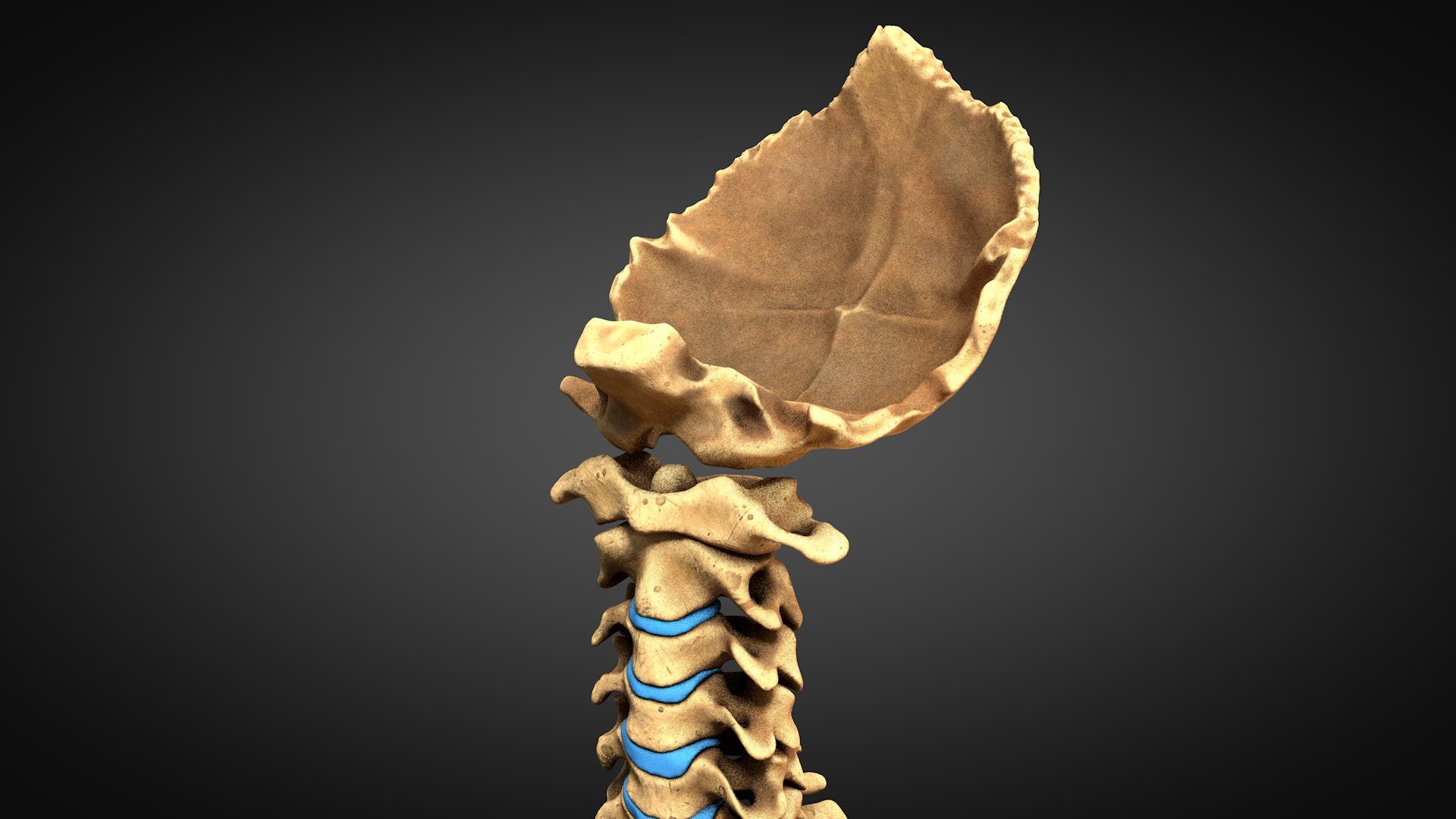 3D human spine os sacrum model - TurboSquid 1334079