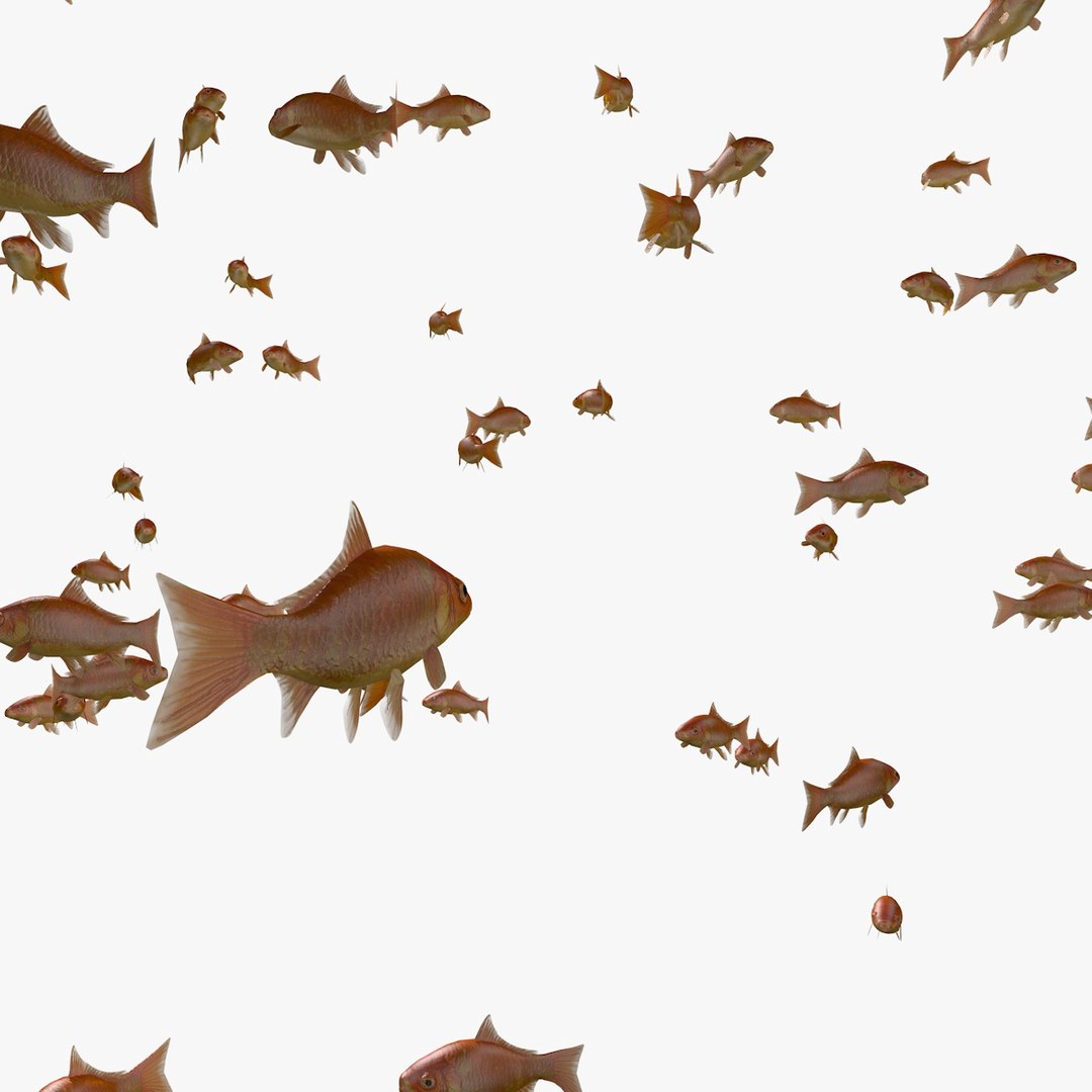 Common Goldfishes Animation C4d
