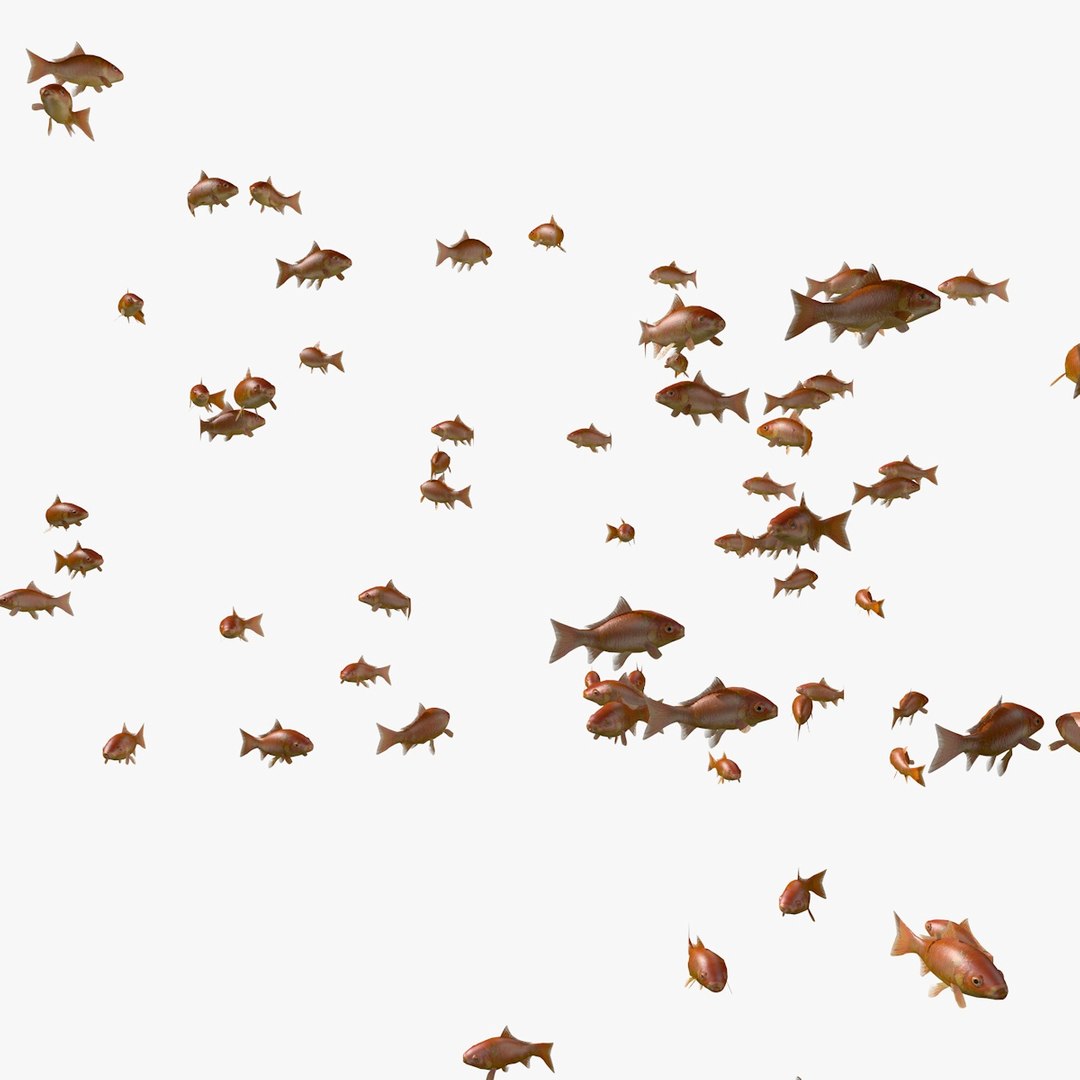Common Goldfishes Animation C4d