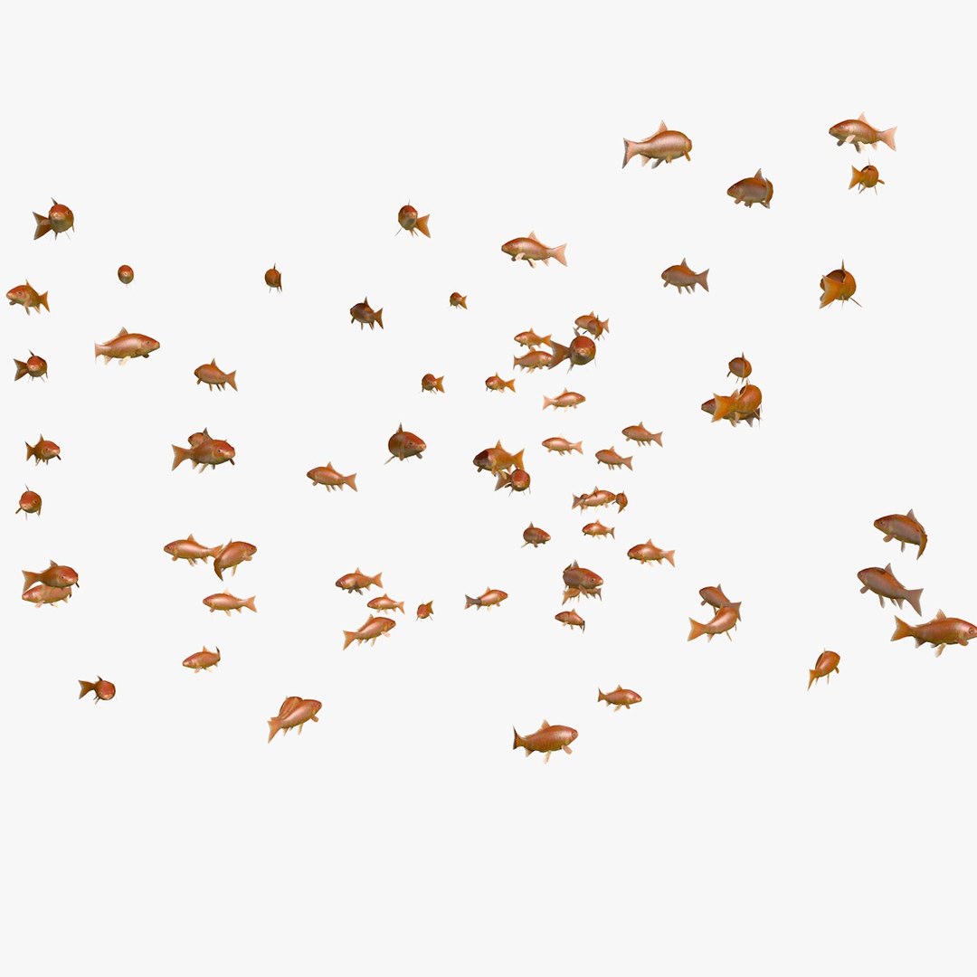Common Goldfishes Animation C4d