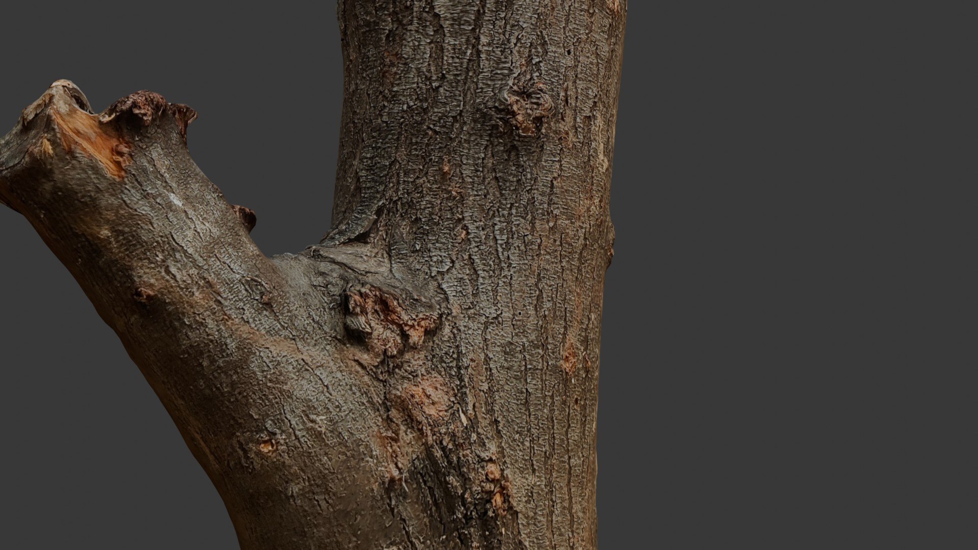 3D Tree Trunk With Branch Stubs 3D Scan Model - TurboSquid 2404877
