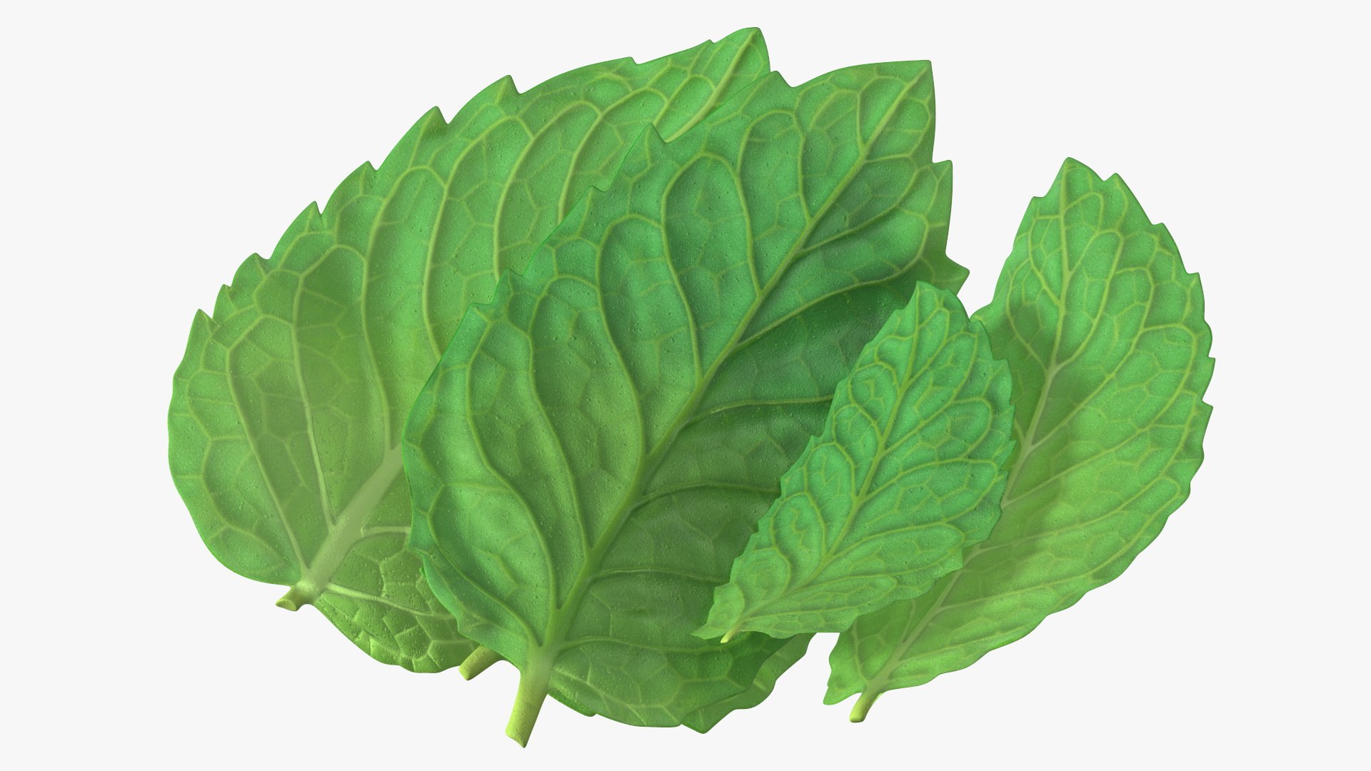 Bunch Of Fresh Mint Leaves 3D Model - TurboSquid 1912555