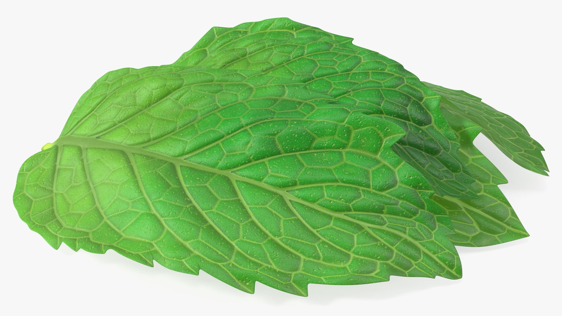 Bunch Of Fresh Mint Leaves 3D Model - TurboSquid 1912555