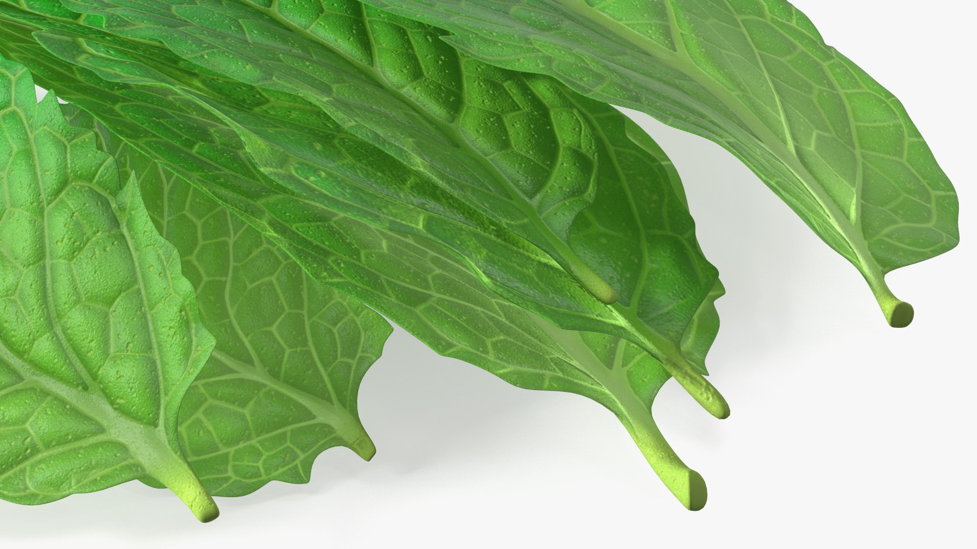 Bunch Of Fresh Mint Leaves 3D Model - TurboSquid 1912555