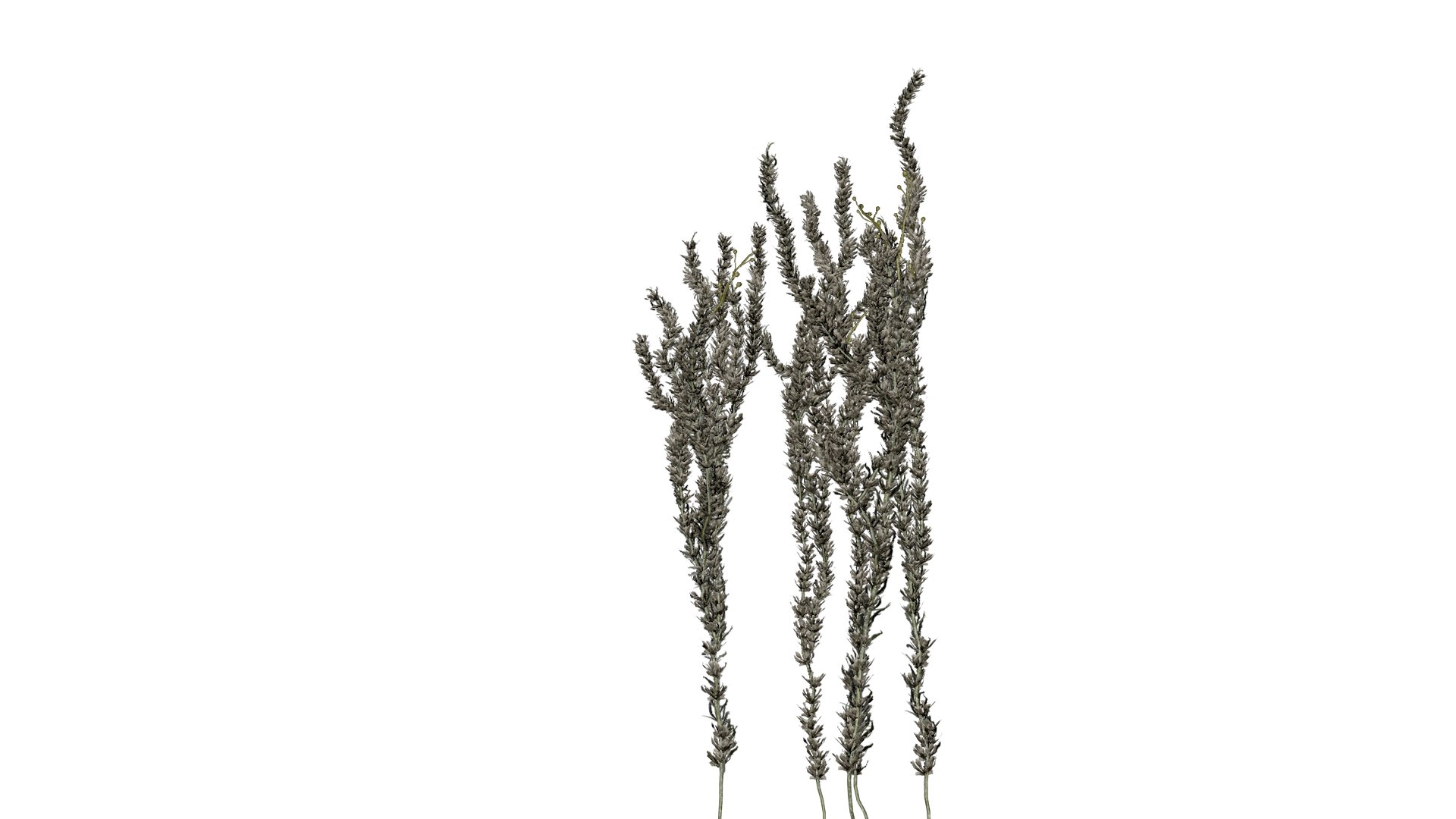 3D Sagebrush Plant - 01 - Model - TurboSquid 2372871