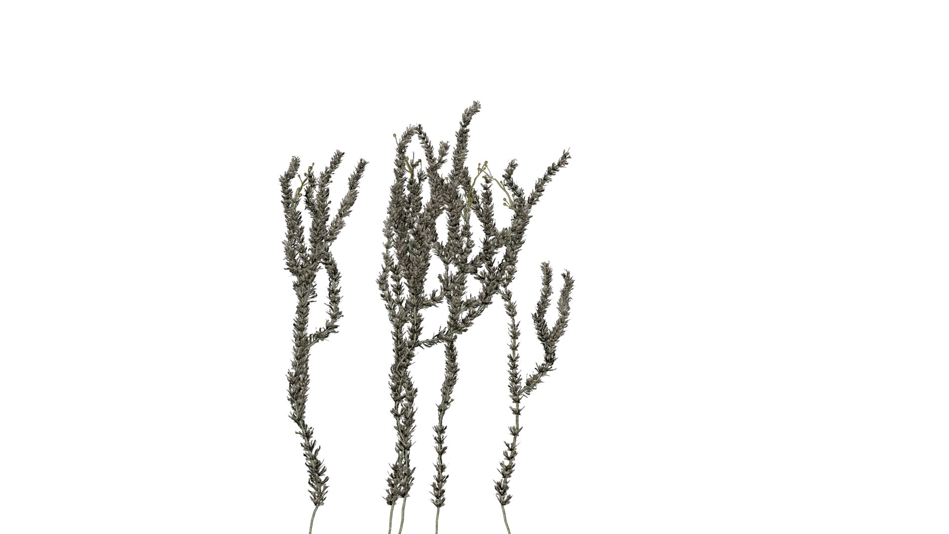 3D Sagebrush Plant - 01 - Model - TurboSquid 2372871