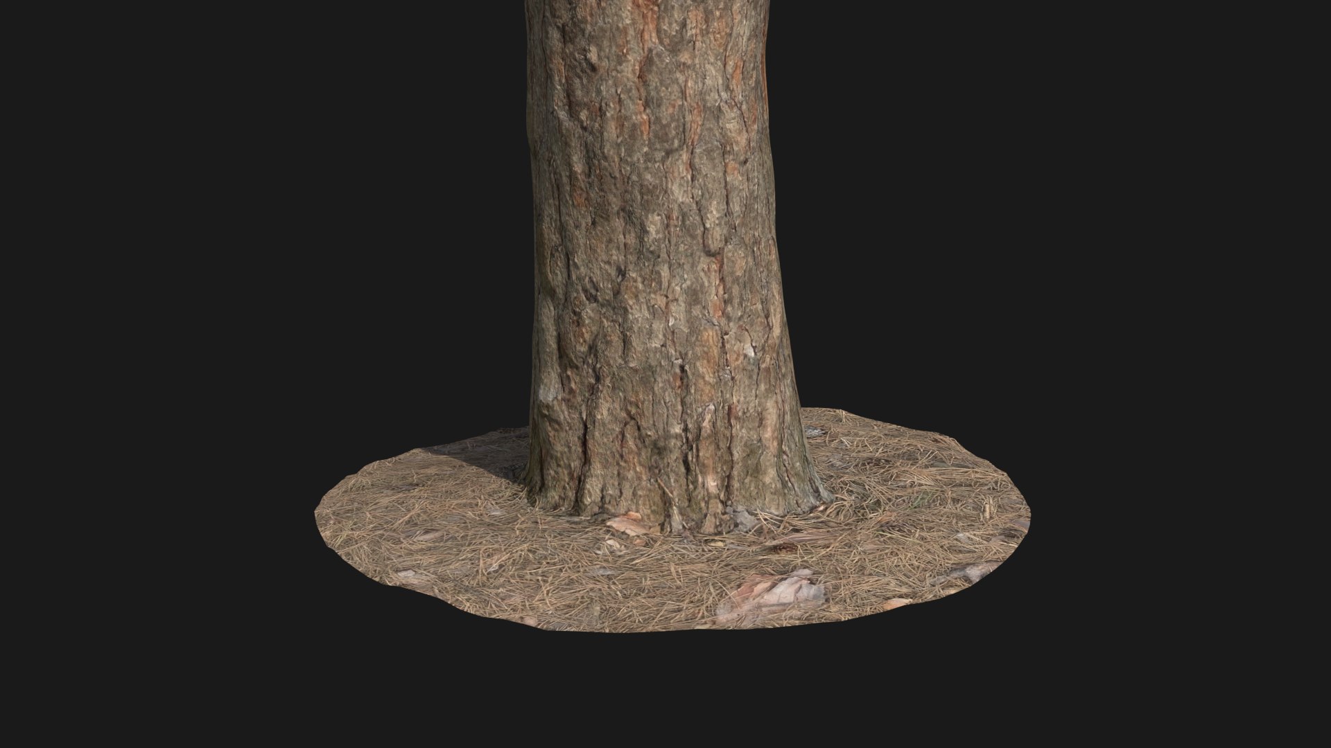 3D Pine Tree Trunk Scan 02 Model - TurboSquid 1714184