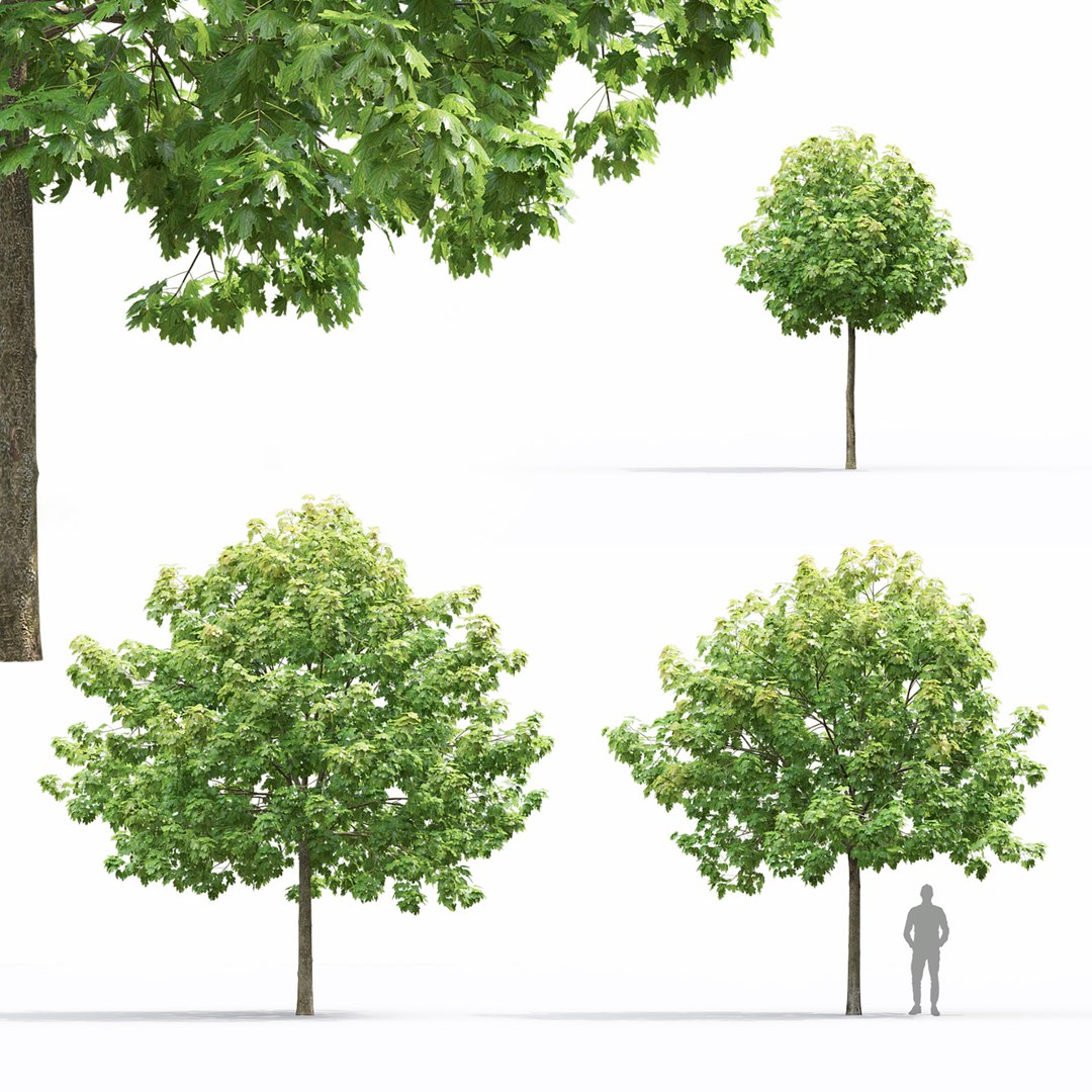 3D Maple-tree 15 - TurboSquid 1841564