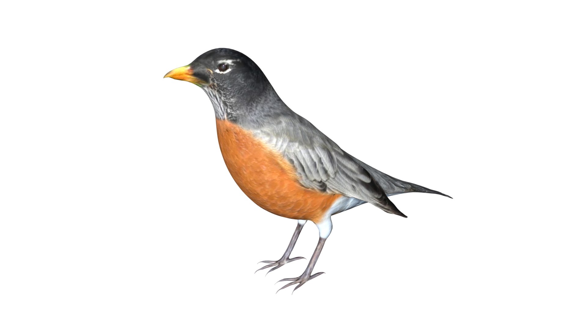 Fully Rigged Low Poly American Robin Bird 3D - TurboSquid 1760557