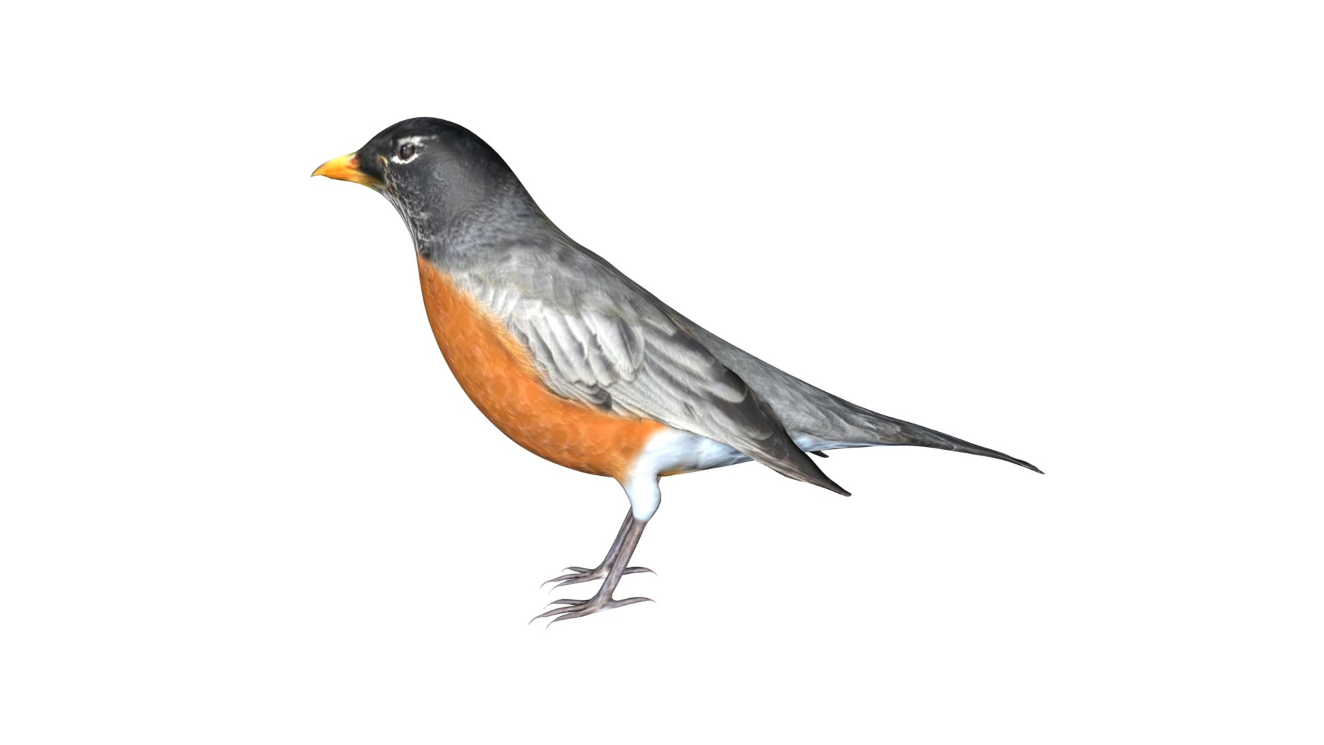 Fully Rigged Low Poly American Robin Bird 3D - TurboSquid 1760557