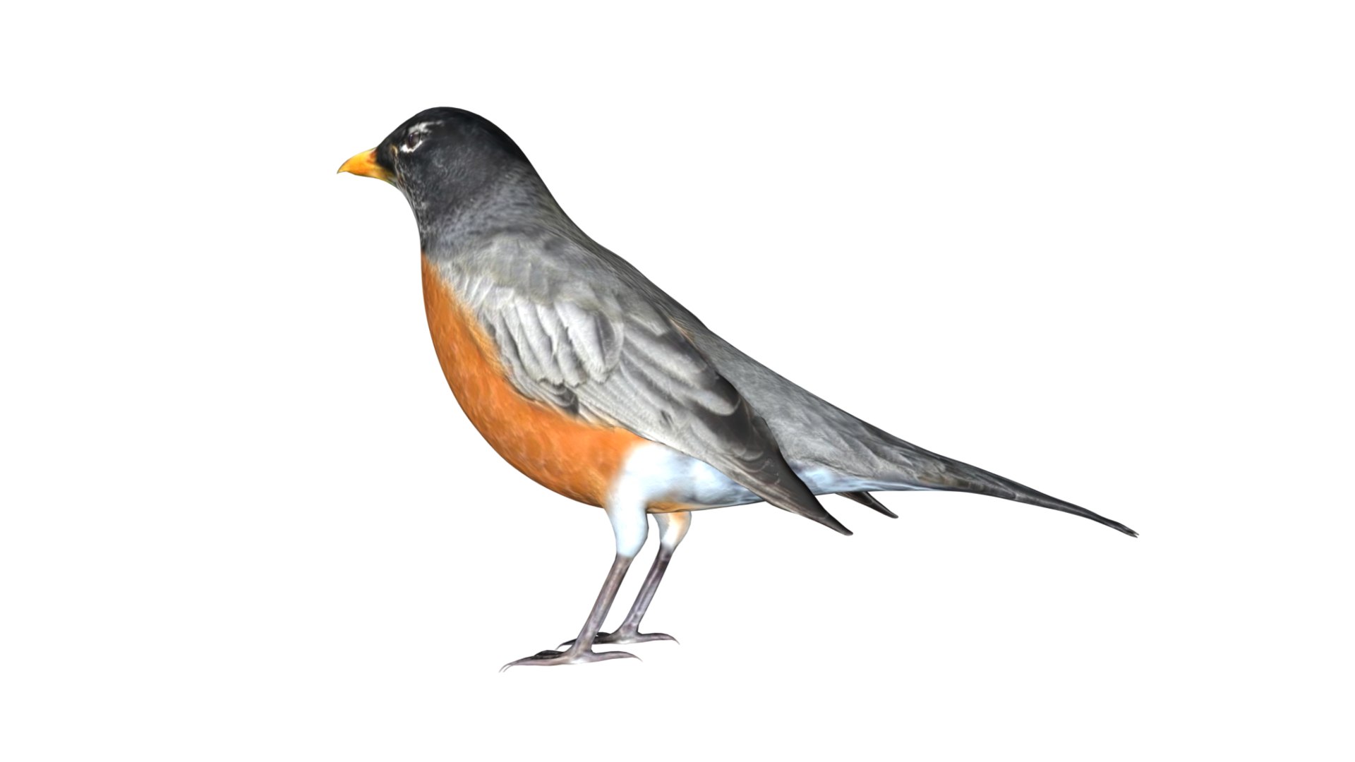 Fully Rigged Low Poly American Robin Bird 3D - TurboSquid 1760557