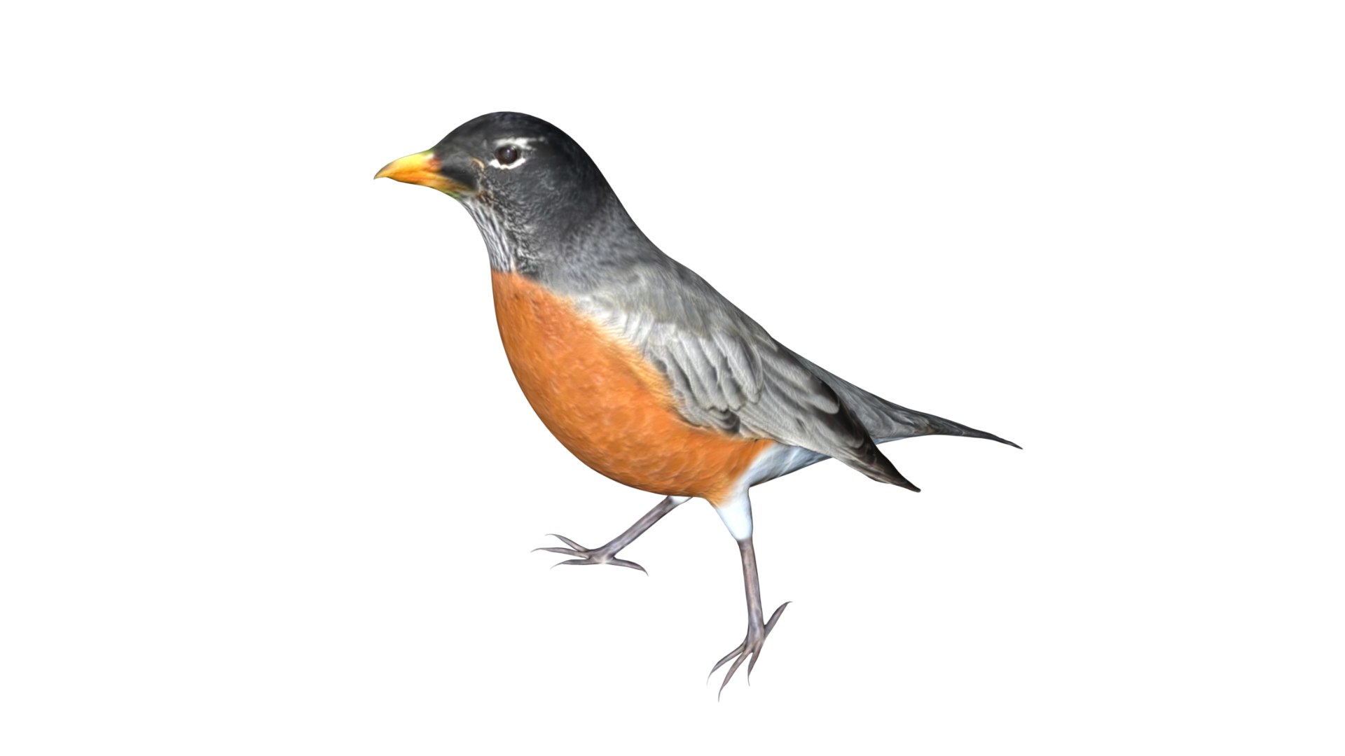 Fully Rigged Low Poly American Robin Bird 3D - TurboSquid 1760557