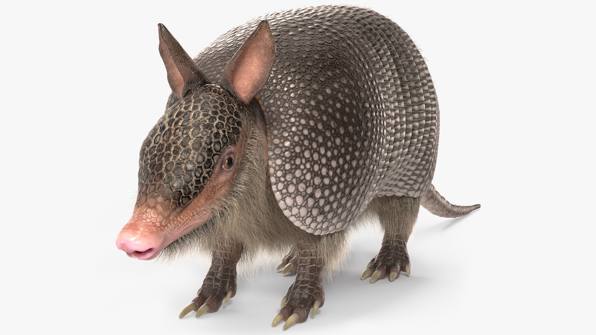 3D Armadillo Black Fur - TurboSquid 2248084