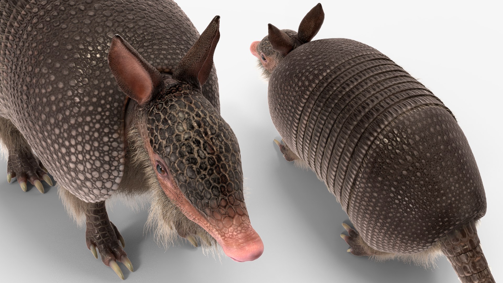 3D Armadillo Black Fur - TurboSquid 2248084