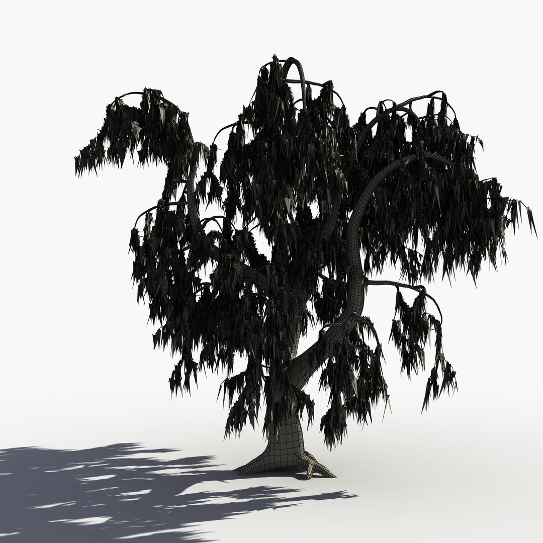 3d Model Realistic Acacia Tree