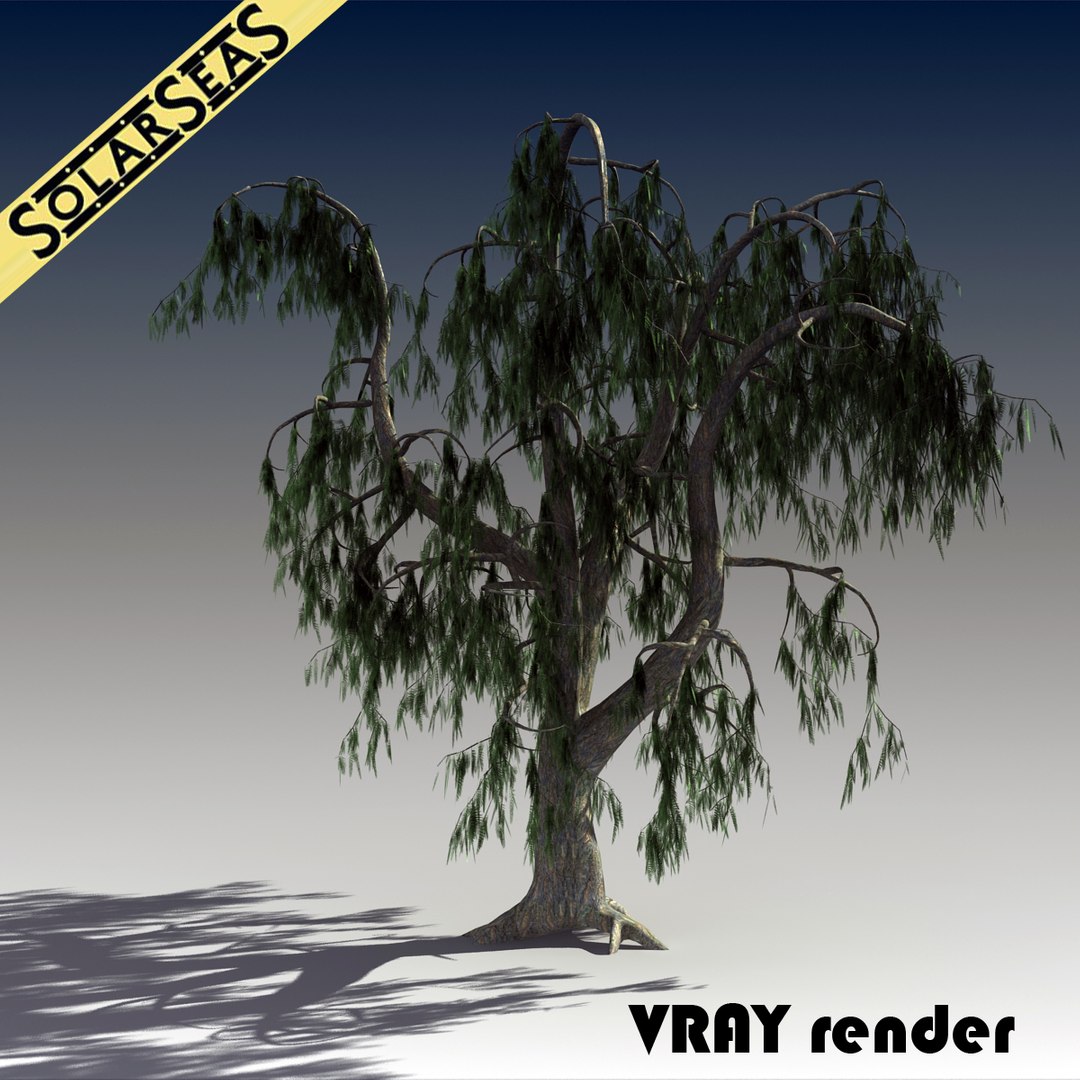 3d Model Realistic Acacia Tree