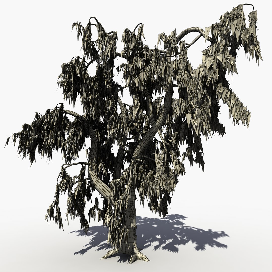 3d Model Realistic Acacia Tree