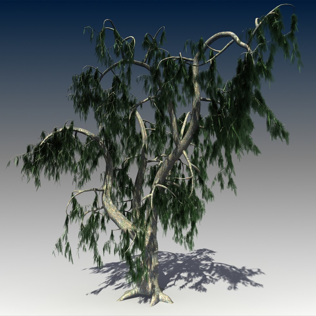 3d Model Realistic Acacia Tree