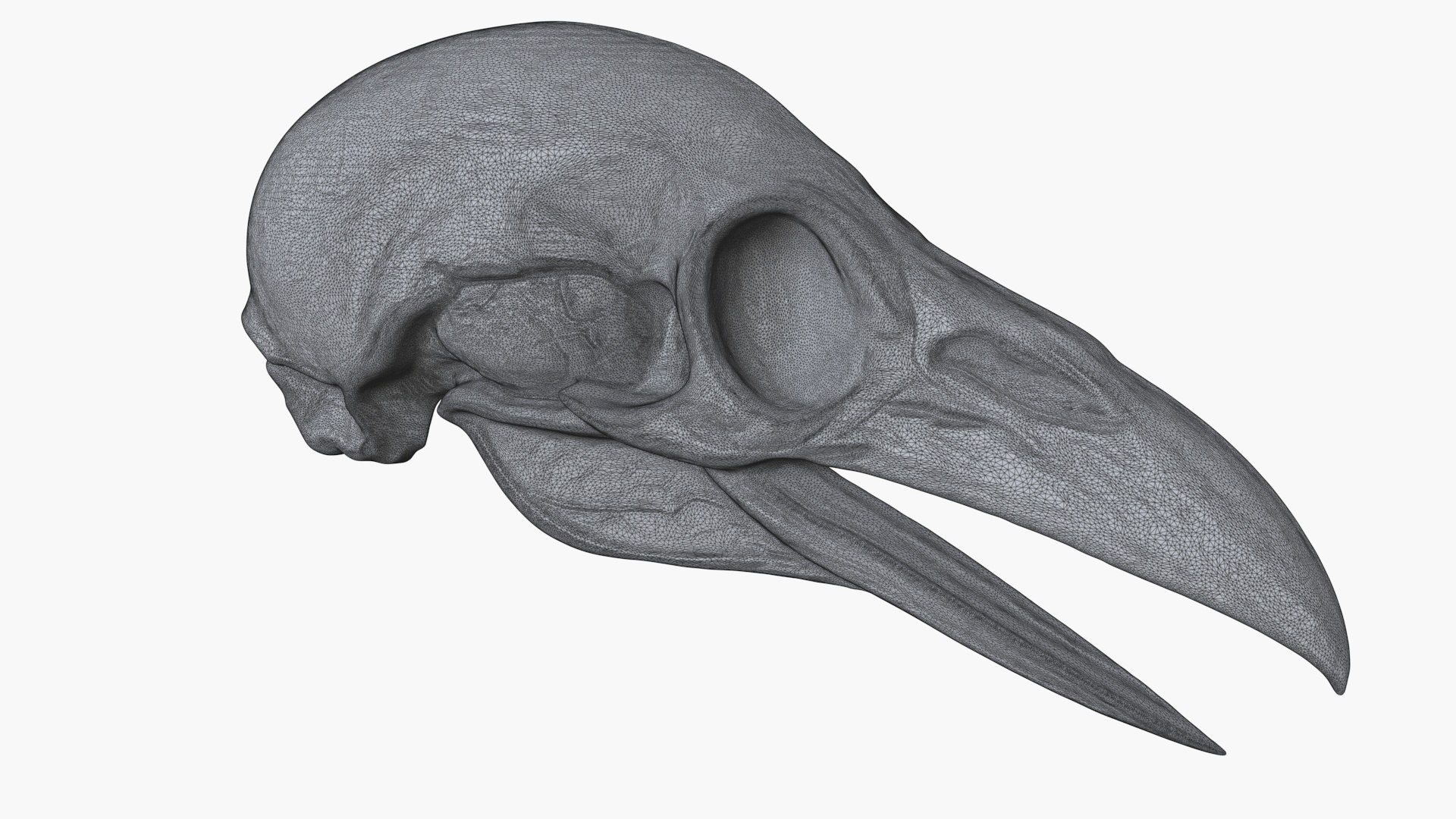 3D Crow Head Relief 3 - TurboSquid 2287520